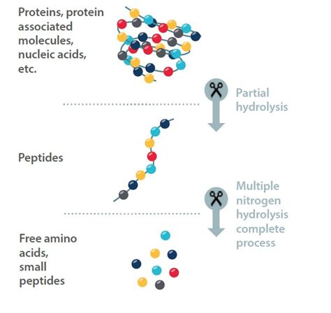 Protein Digestibility A Key Criterion For Discriminating Protein