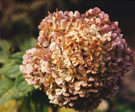 Why Are My Hydrangea Flowers Turning Brown 5 Causes Homes And Gardens
