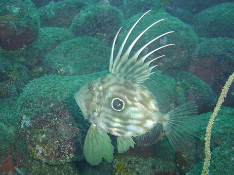 マトウダイ科－マトウダイ