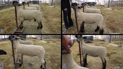Livestock Judging Classes Livestockjudging