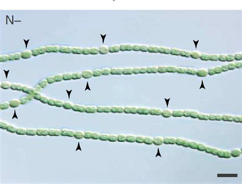 Figure 2 4 From Fixed Nitrogen Dynamics And Heterocyst Patterning In