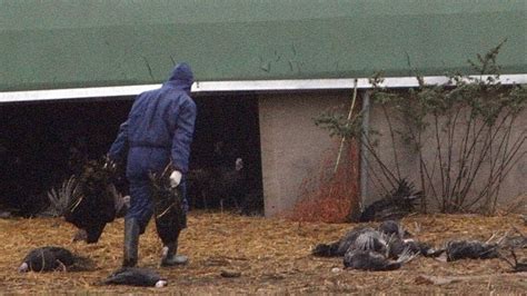 Uk Confirms Lethal Bird Flu Outbreak Abc News