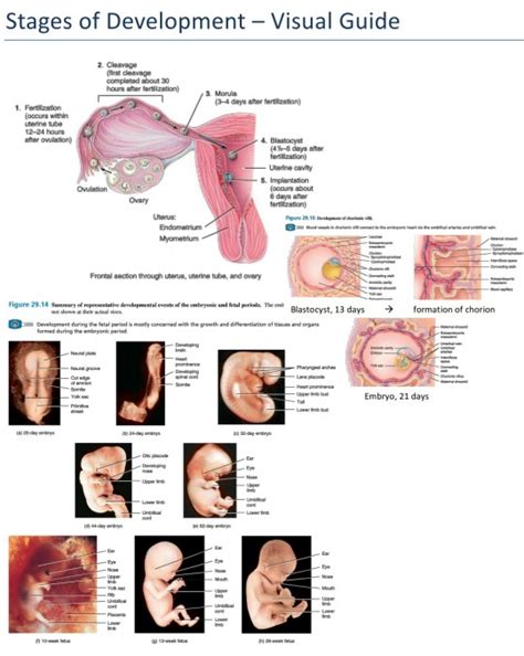 Solved Stages Of Conceptus Development Mo Stage Of