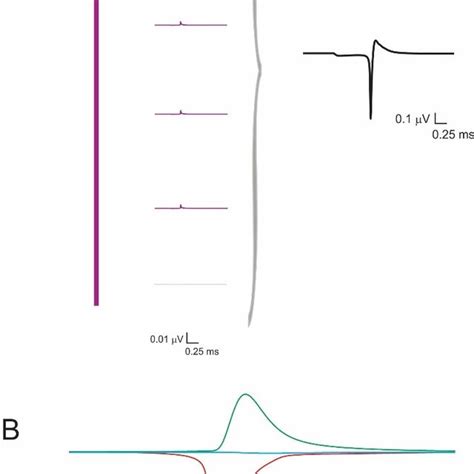 A Cable Compartmental Contribution To Single Neuron Lfp B Individual