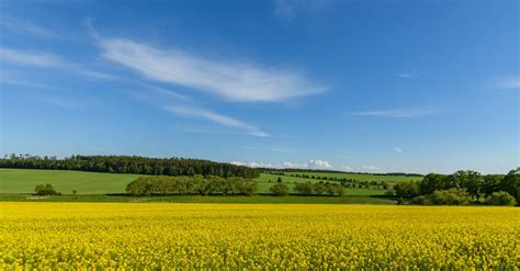 경치 고요한 고요함 광각 구름 구름 경치 꽃 꽃이 피는 나무 낮 노란 꽃 노란색 필드 녹지 농업 농작물 농지 농촌 풍경 농촌의 들판 맑은
