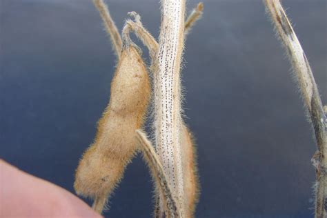 Soybean Pod And Stem Blight Crop Science Us