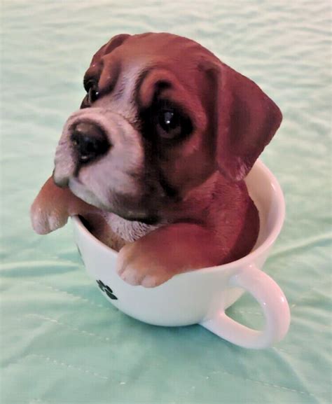 Teacup Boxer Puppies