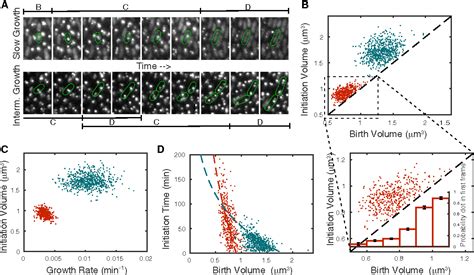 Figure 1 From The Synchronization Of Replication And Division Cycles In Individual E Coli Cells