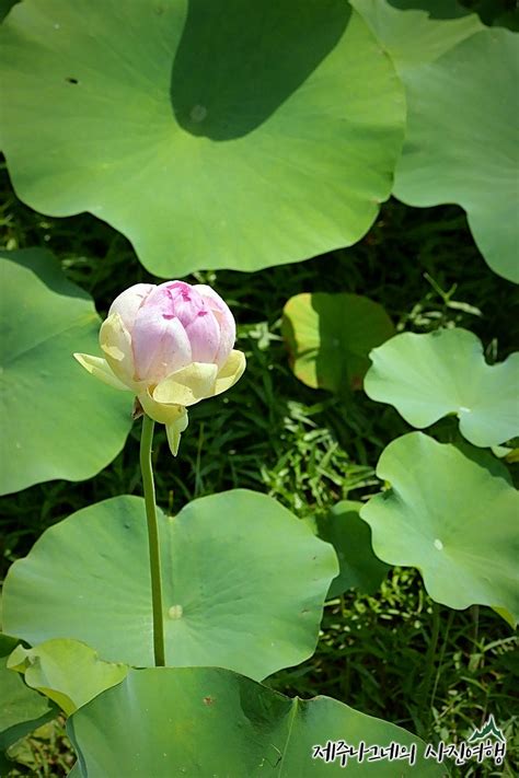 경주 당일치기 여행 동궁과 월지 안압지 연꽃 단지 네이버 블로그
