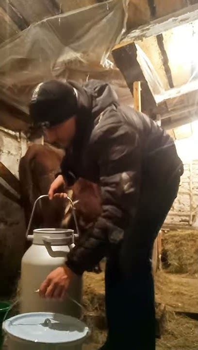 Жизнь в деревне I Парное молоко I Дойка коровы I Семья в деревне Youtube