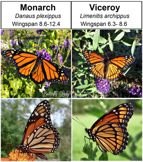 The Viceroy Butterfly Natures Master Of Mimicry Butterfly Lady