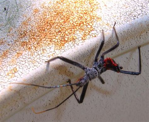 Nifty Bug Arilus Cristatus Bugguide Net