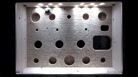 Nefertiti The Spidernaut 1 Youtube