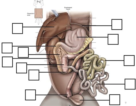 Abdominal Organs 1 Diagram Quizlet