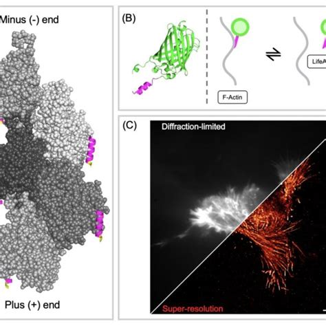 Intensity Fluctuations And Localizations Of Lifeact 14 Egfp Targeting