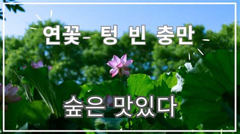 오디오북 연꽃 텅 빈 충만 숲은 맛있다 YouTube