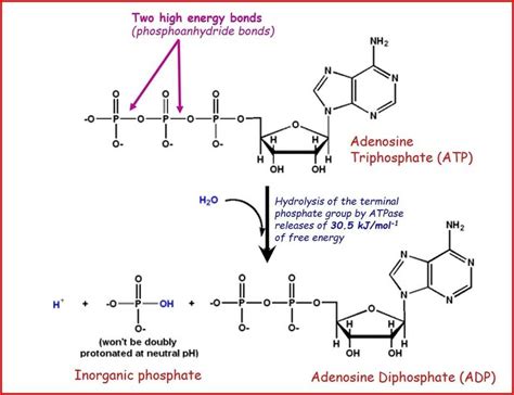 Illustrating The Structure Of The Adp Molecule
