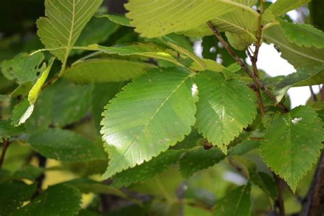 Princeton Elm Tree Resources Tree Lafayette