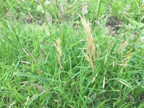 Meadow Bromegrass Forage U Pick