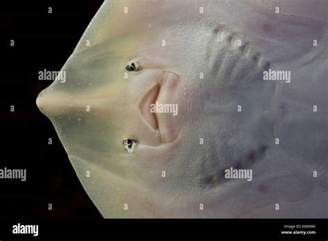 Thornback Ray Raja Clavata Portrait Germany Stock Photo Alamy