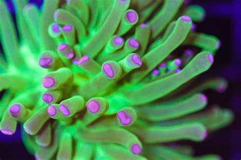 Pink Tipped Torch Coral Frag Box Corals