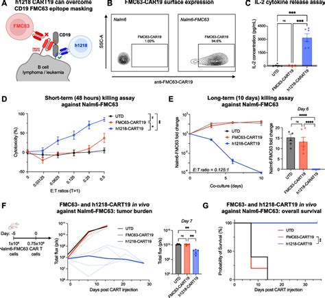 H1218 Cart19 Recognize And Kill Relapsed Fmc63 Car19⁺ Nalm6 A