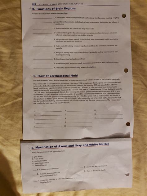 Solved 328 EXERCISE 20 BRAIN STRUCTURE AND FUNCTION B Chegg Com