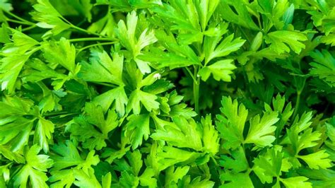 Salsa Cebolinha Ou Coentro Entenda A Diferença Entre Eles E Como Usar Cada Um