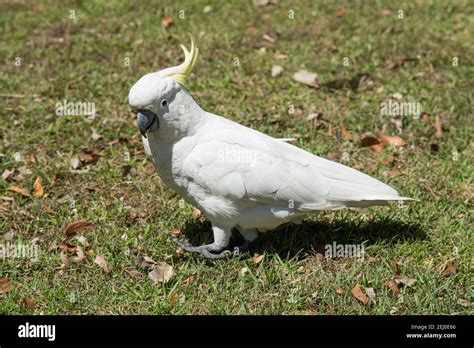 Sulphur Crested Cockatoo Cacatua Galerita Royal Botanic Garden