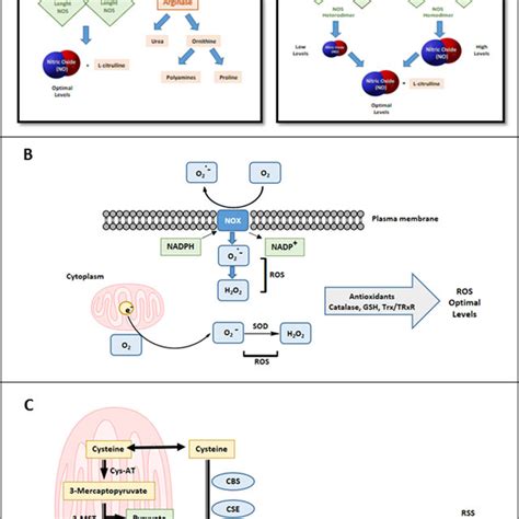 Biosynthesis Of Nitric Oxide And Hydrogen Sulfide Generation Of