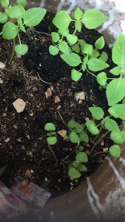 뿌리파리와 동침 깻잎 타임랩스 식물 허브 새싹 뿌리파리 Youtube