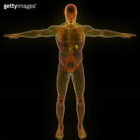 Human Internal System Lymph Nodes Anatomy 1474062232 일러스트 무료 일러스트 게티이미지뱅크