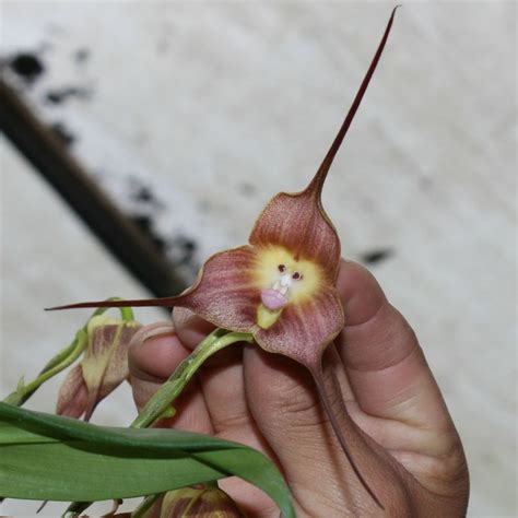 39 Rare Flowers That Will Make Your Garden Even More Unique