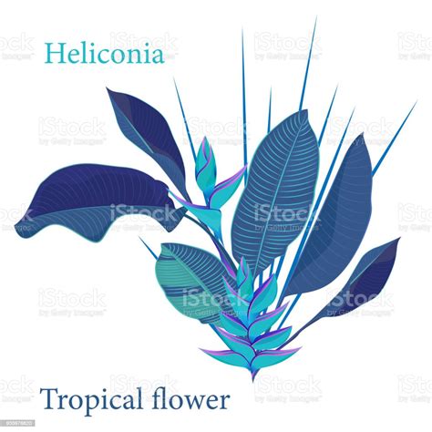 분기 열 대 Heliconia 꽃 나뭇잎 현실적인 평면 색상 스타일에서 그리기 수채화입니다 흰색 배경에 고립 0명에 대한 스톡