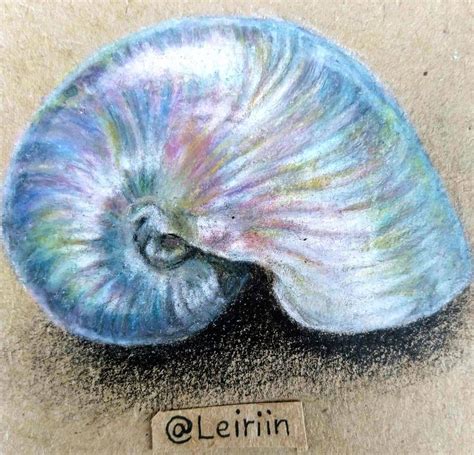 Pencil Drawing Nautilus Shell Iridescent By Leiriin On Deviantart