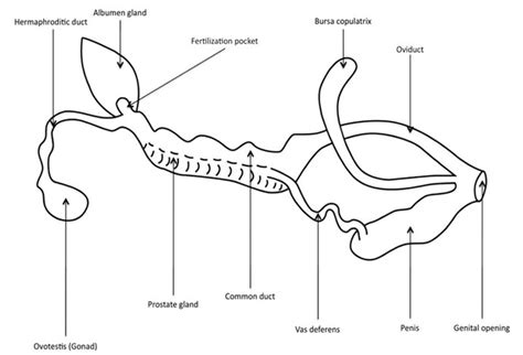 Genitalia Terrestrial Mollusk Tool