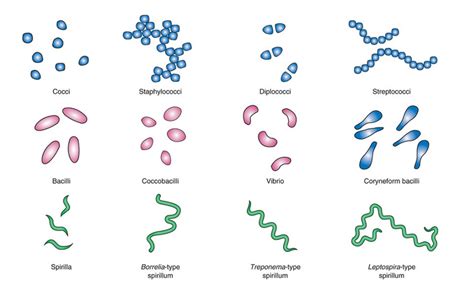 Shapes Of Bacteria Cocci Bacilli And Spirochetes • Microbe Online