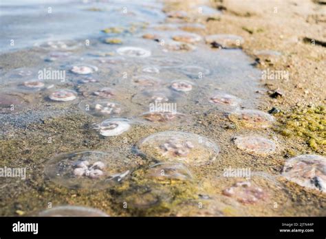 Lots Of Jellyfish Washed Up On A Beach Of Baltic Sea Stock Photo Alamy