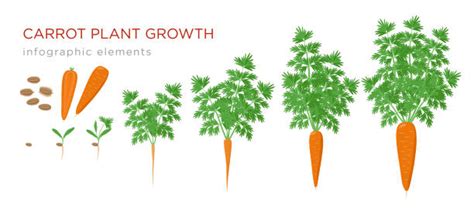 Best Taproot Illustrations Royalty Free Vector Graphics And Clip Art