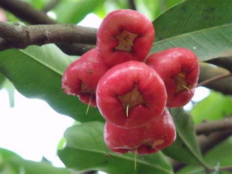 Philipveerasingam Jambu Fruits Avissawella Sri Lanka