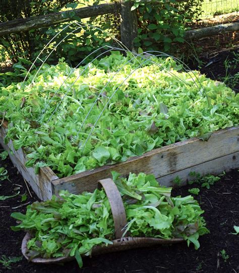 How To Build A Raised Garden Bed For Just 100 Gardenary