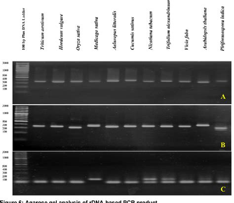 Figure 1 From Assessment Of DNA Contamination In RNA Samples Based On Ribosomal DNA Semantic