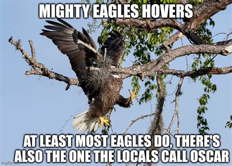 Eagle Memes And S Imgflip