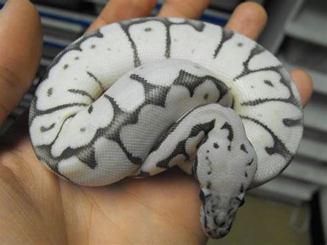 Axanthic Killer Clown Ball Python