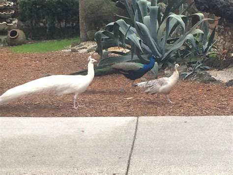 Triple Play Of Color Leucistic Male Indian Blue Male And A Piebald