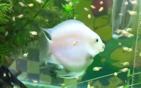 迷你鹦鹉鱼产卵几天孵化小鱼？ 酷钓鱼