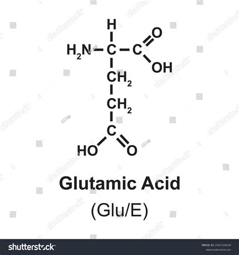 Amino Acid Structure Glutamate At Luca Waldock Blog