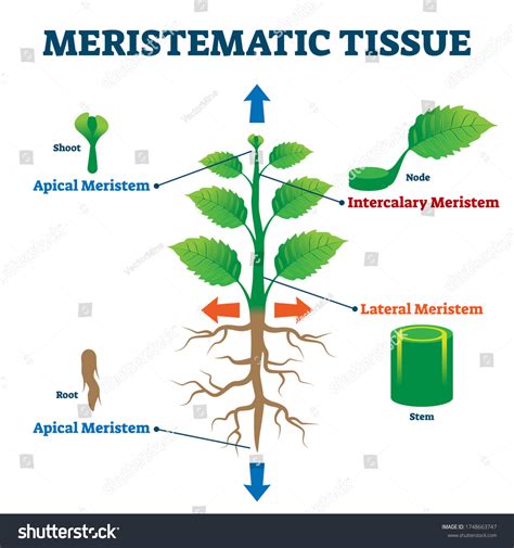 Meristematic Tissue In Plants Diagram