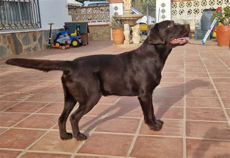 María Javer Keleb Labradors