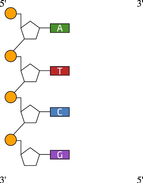 Nucleotide Base Pairs